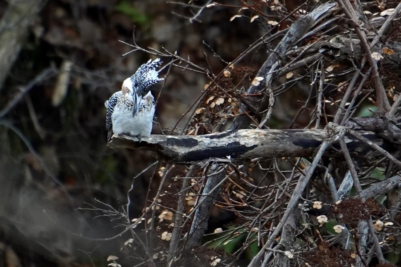 ヤマセミ🐦 11/19(日)、22(水... / yosi＆ryoさんのモーメント | YAMAP / ヤマップ