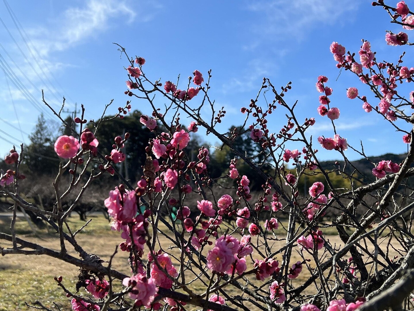 越生10名山 その1 2023-01-21 / keyさんの大高取山の活動データ | YAMAP / ヤマップ