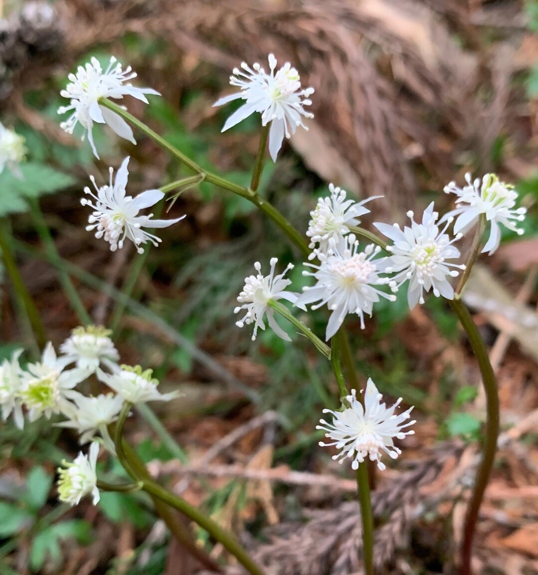 春の妖精🧚城山 / Tomoko♡さんの古賀志山・赤岩山・鞍掛山・男抱山・半蔵山の活動データ | YAMAP / ヤマップ
