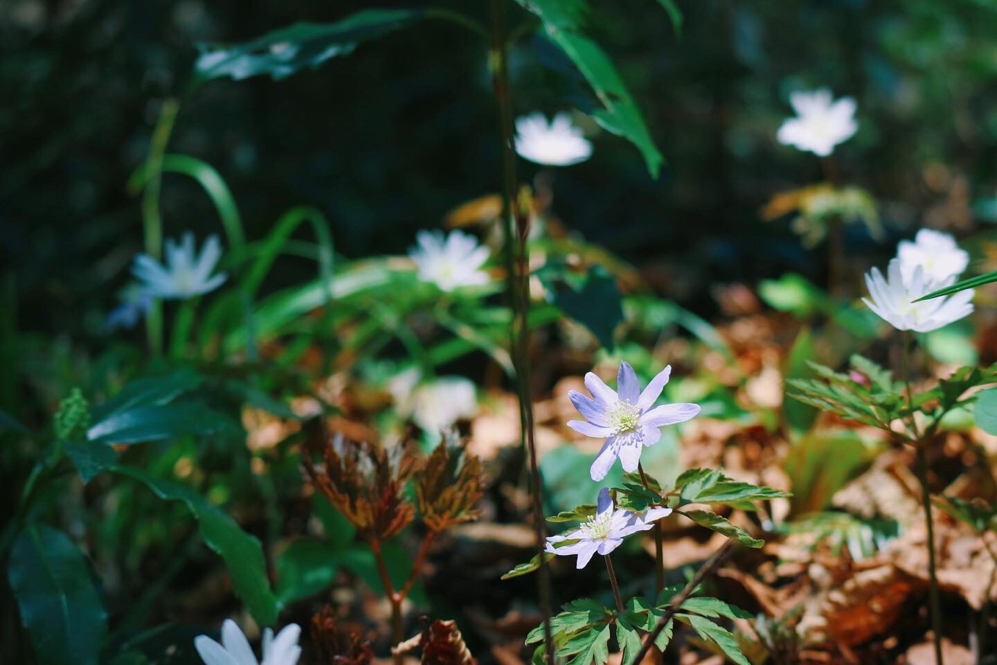 高館山・八森山 / unicoさんの高館山・荒倉山の活動データ | YAMAP / ヤマップ