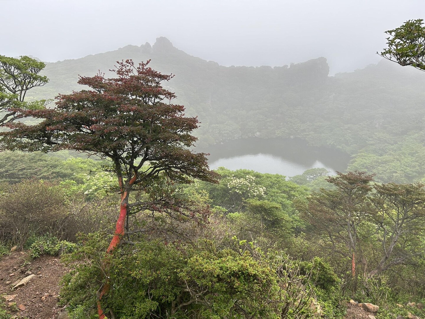 大船山でシミュレーション🥾🎒⁉ / masapi-さんの九重山（久住山）・大船山・星生山の活動データ | YAMAP / ヤマップ