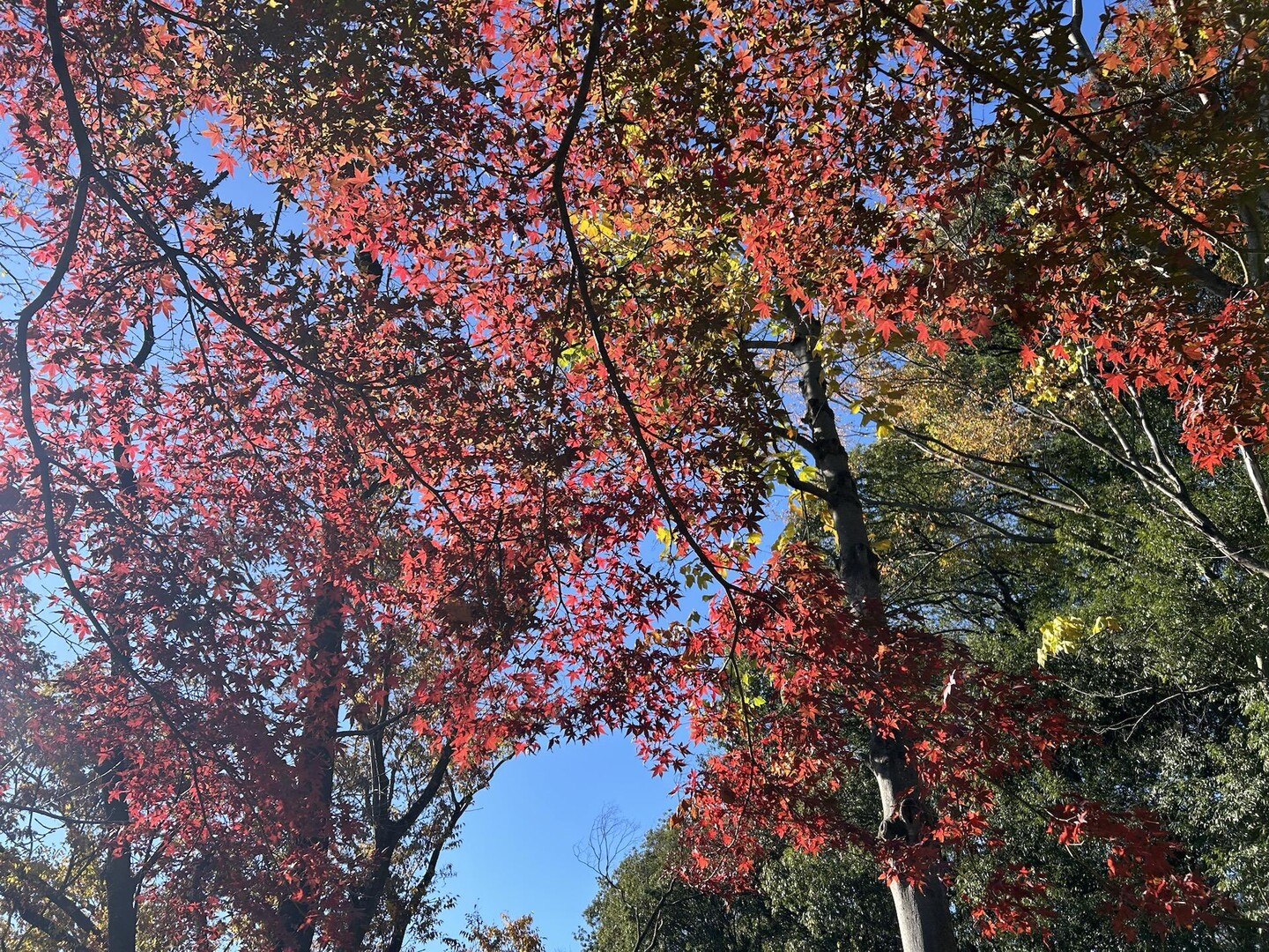 足利アルプス vivo barefootでリハビリ / ぐっぴーさんの両崖山・仙人ヶ岳・石尊山の活動データ | YAMAP / ヤマップ