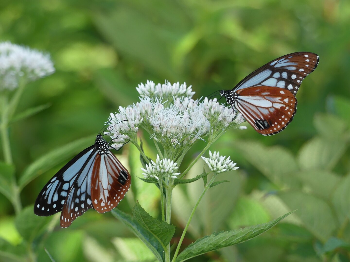 毛無山(福田頭) / KAZU3さんの福田頭（毛無山）の活動データ | YAMAP / ヤマップ