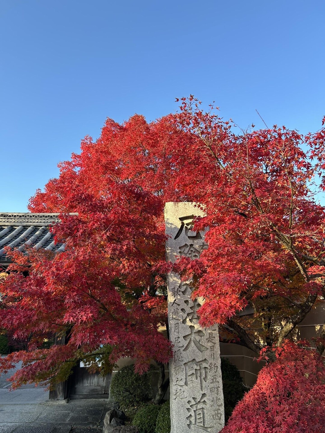 神光院の紅葉🍁 今年もとても綺麗！ / みかん🐕‍🦺🍊さんのモーメント | YAMAP / ヤマップ