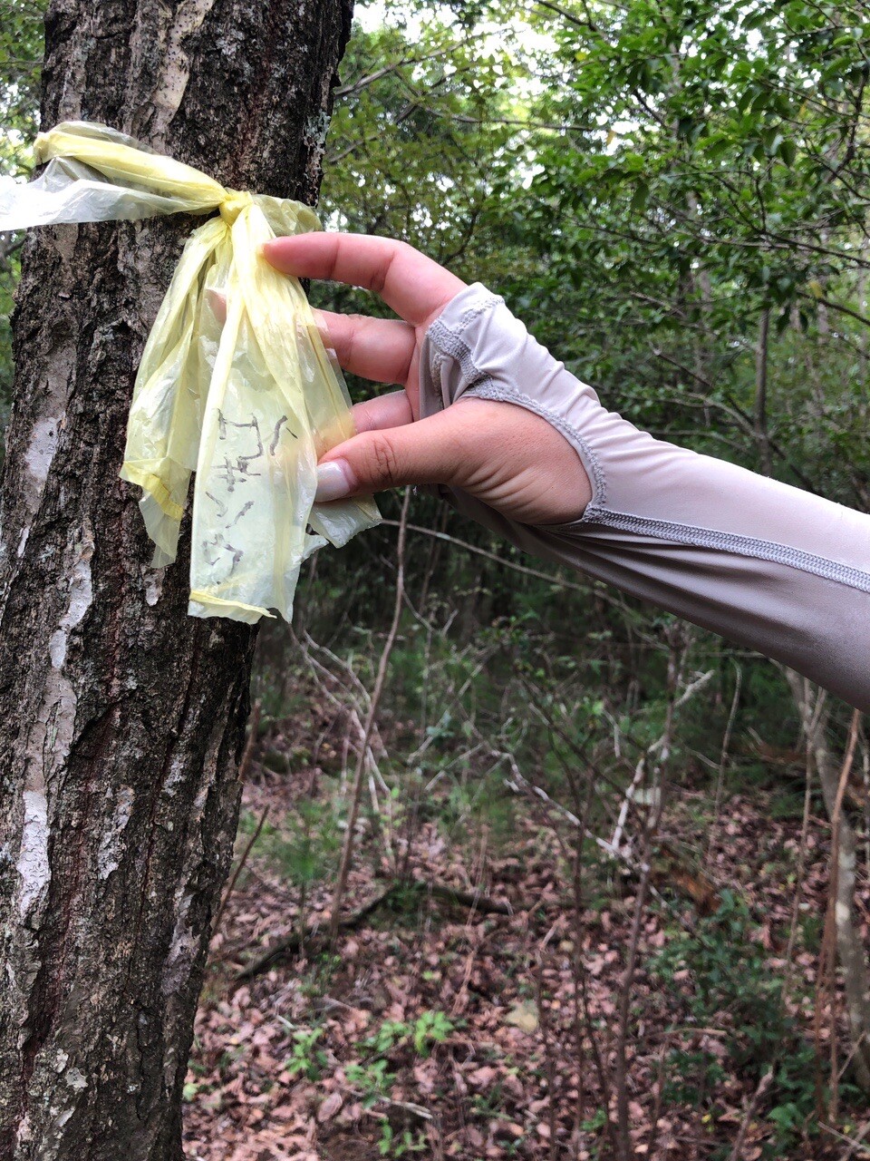 SACHIKO.さんの投稿したフィールドメモ | YAMAP / ヤマップ