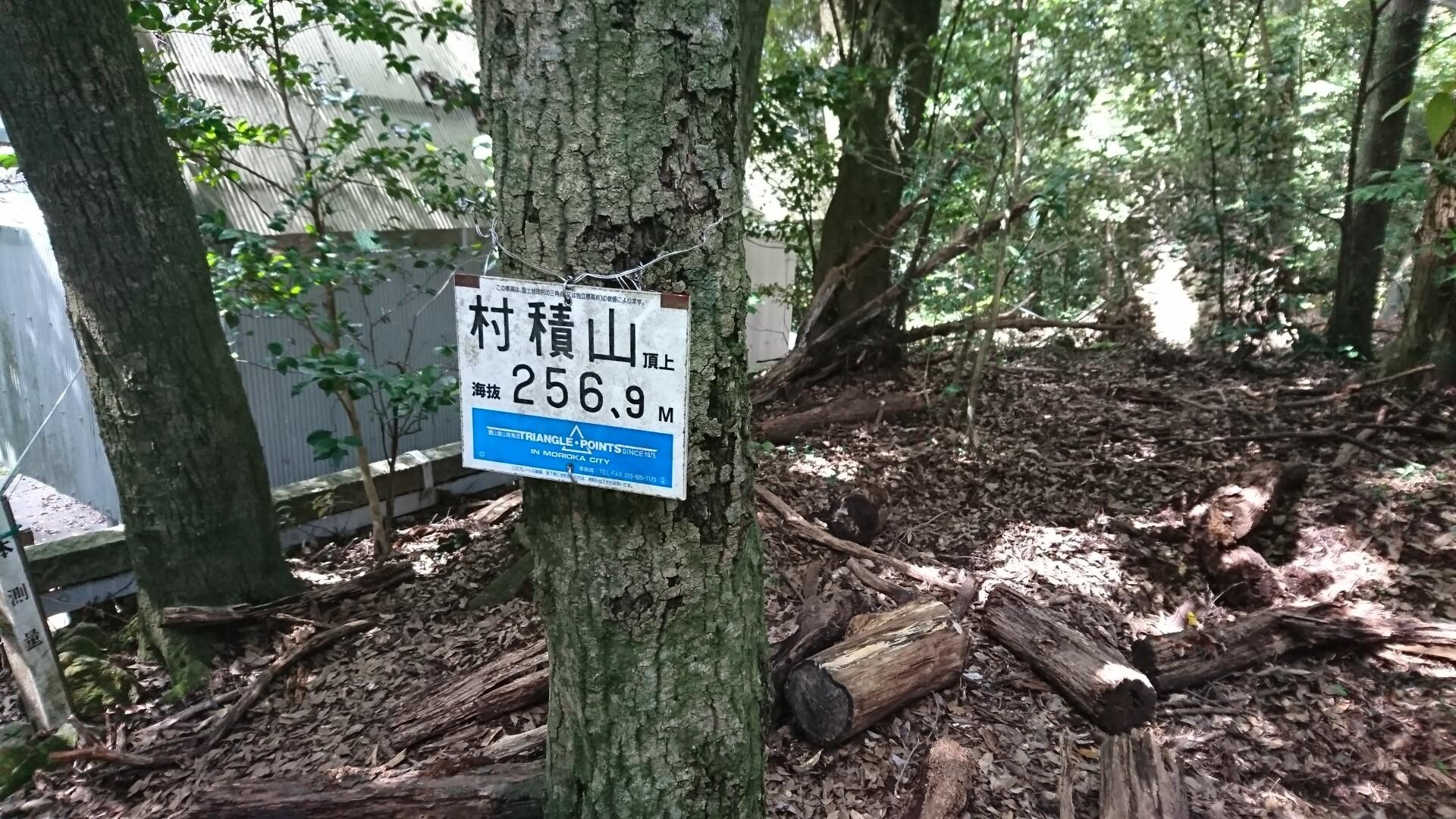 ありえないほどのキノコ。こんなの見たことない。村積山 / nobu2🦩さんの村積山の活動データ | YAMAP / ヤマップ