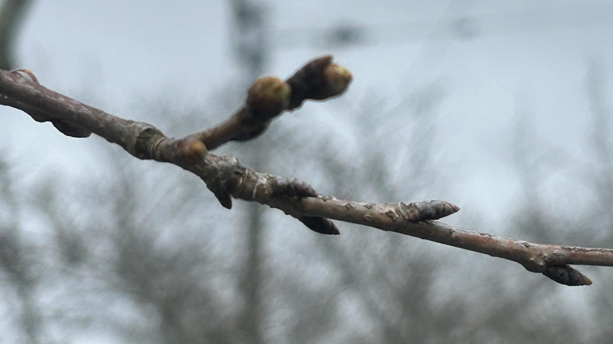 雨の大平山トレーニング / yes_csさんの大平山・安見ヶ城山の活動データ | YAMAP / ヤマップ