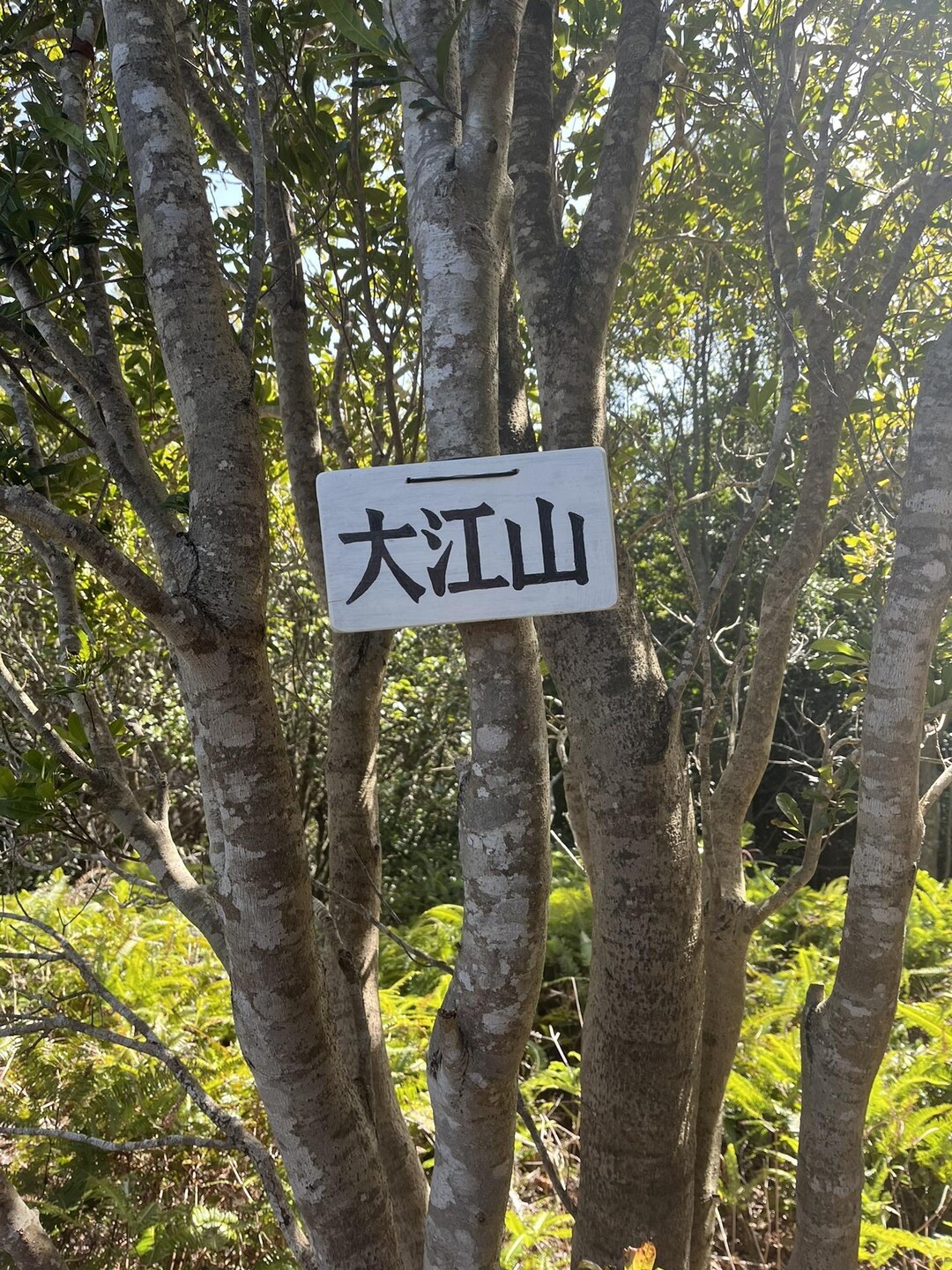 大江山 / yattinさんの高山の活動データ | YAMAP / ヤマップ