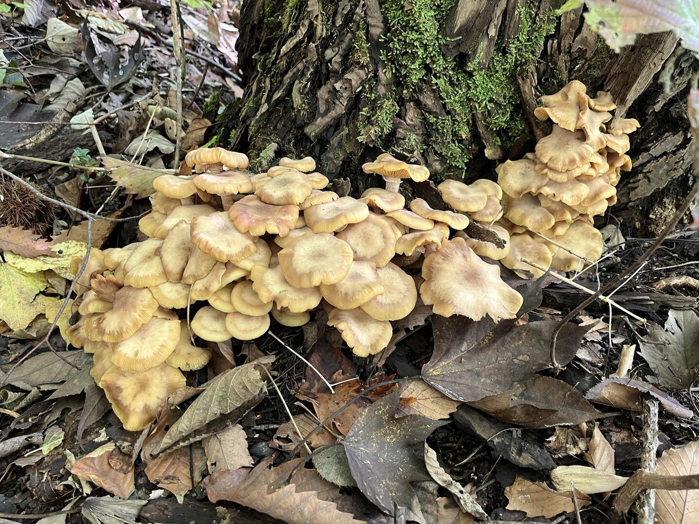秋限定でお父さんの歩いた跡を探して、ぼち... / sue sannさんのモーメント | YAMAP / ヤマップ