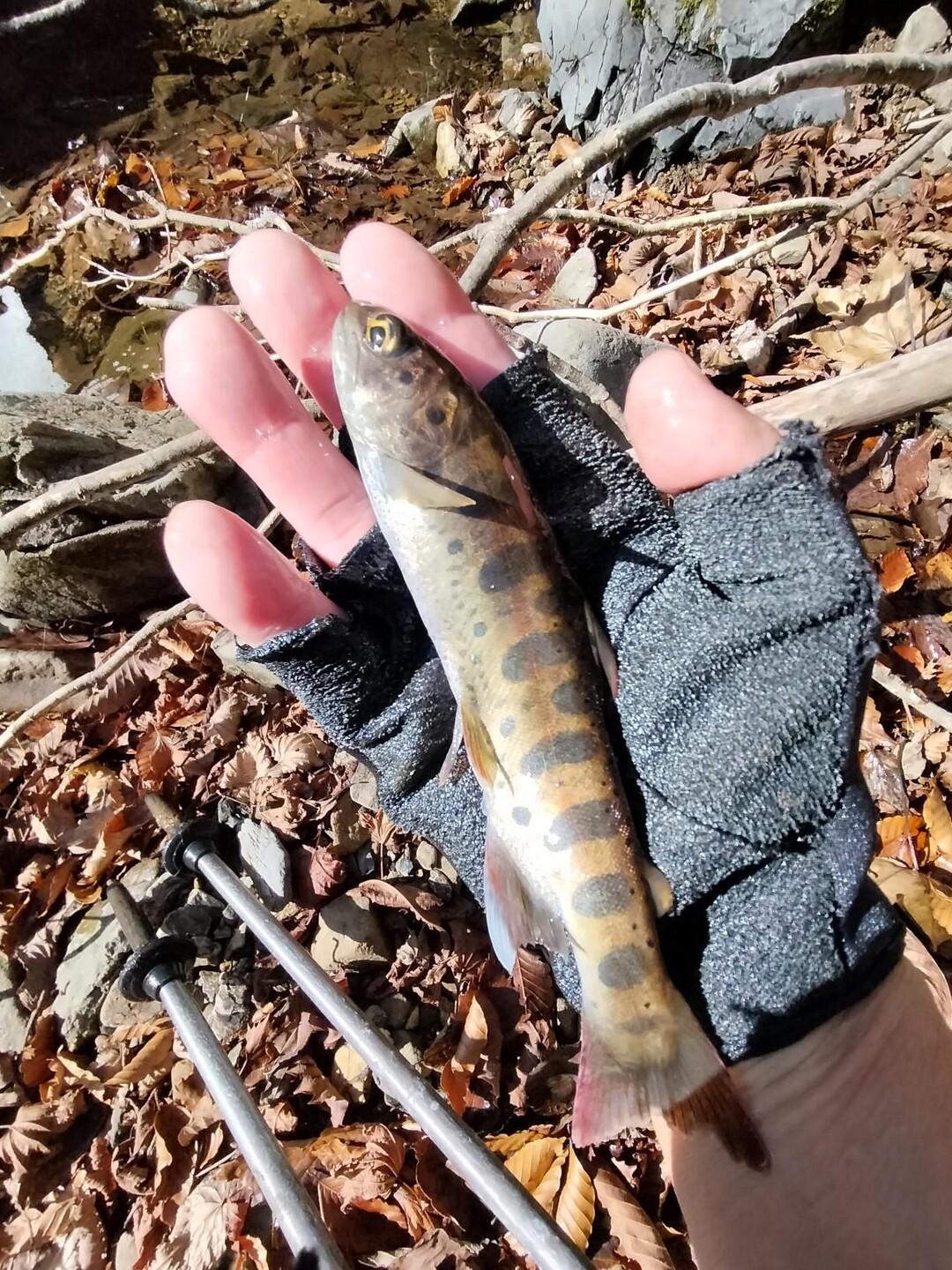 ヤマメにお礼を言いたくて!-2022-11-26 / sawayaさんの大金峰・小金峰の活動データ | YAMAP / ヤマップ