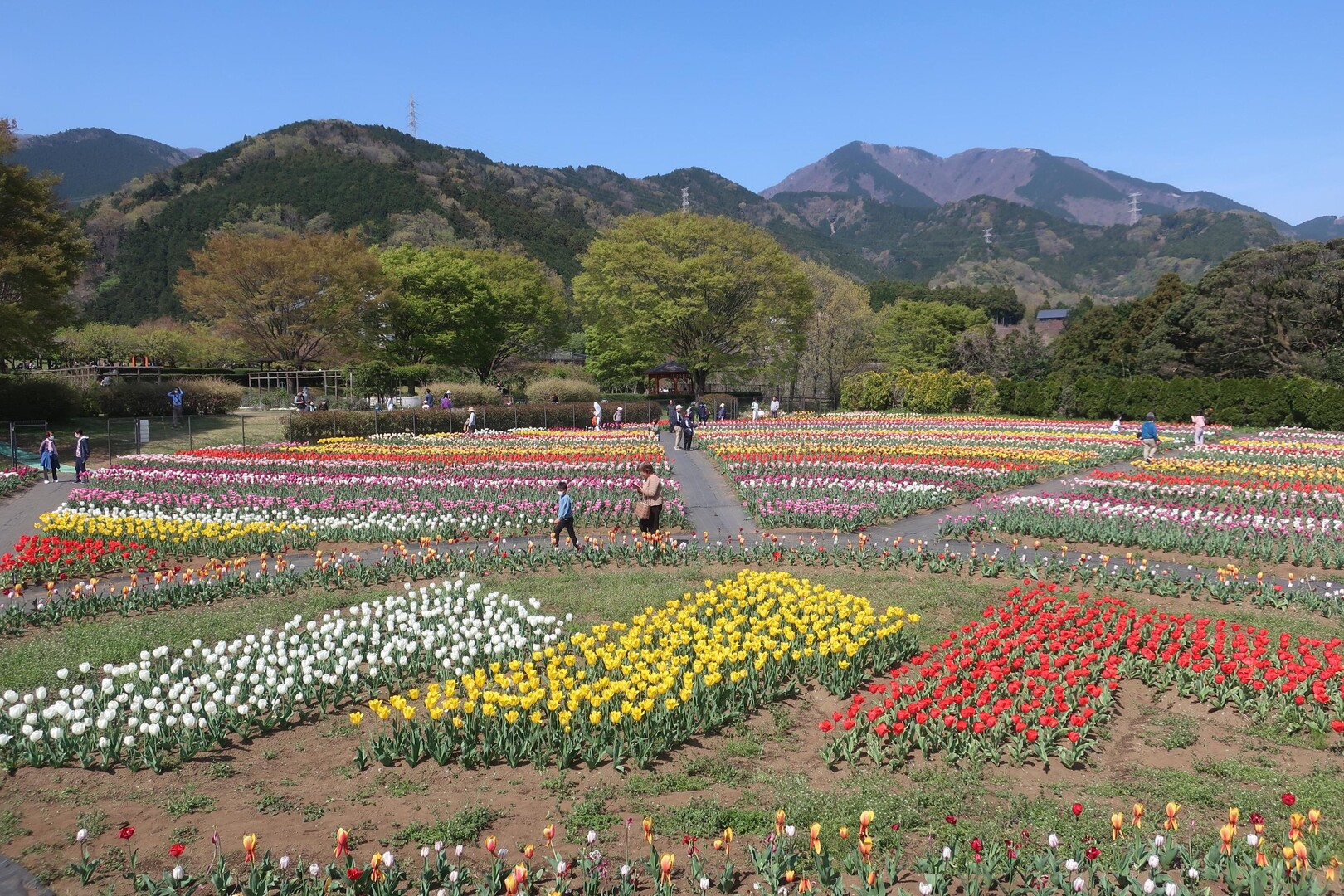 神奈川県立秦野戸川公園 チューリップ園 満開 / 金子和広さんの丹沢山の活動データ | YAMAP / ヤマップ