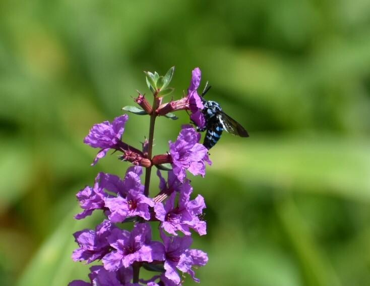 ヒゴタイ公園散策🥾 / rYuさんの九重山（久住山）・大船山・星生山の活動日記 | YAMAP / ヤマップ