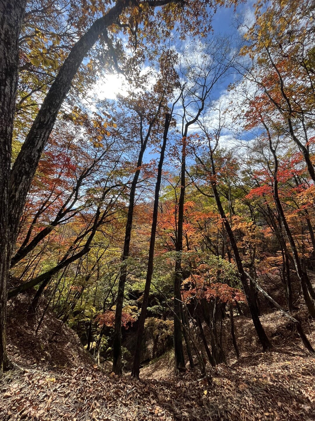 荒船山（経塚山）へ🐾 / hachacha-umemeさんの荒船山・物語山・大屋山の活動データ | YAMAP / ヤマップ