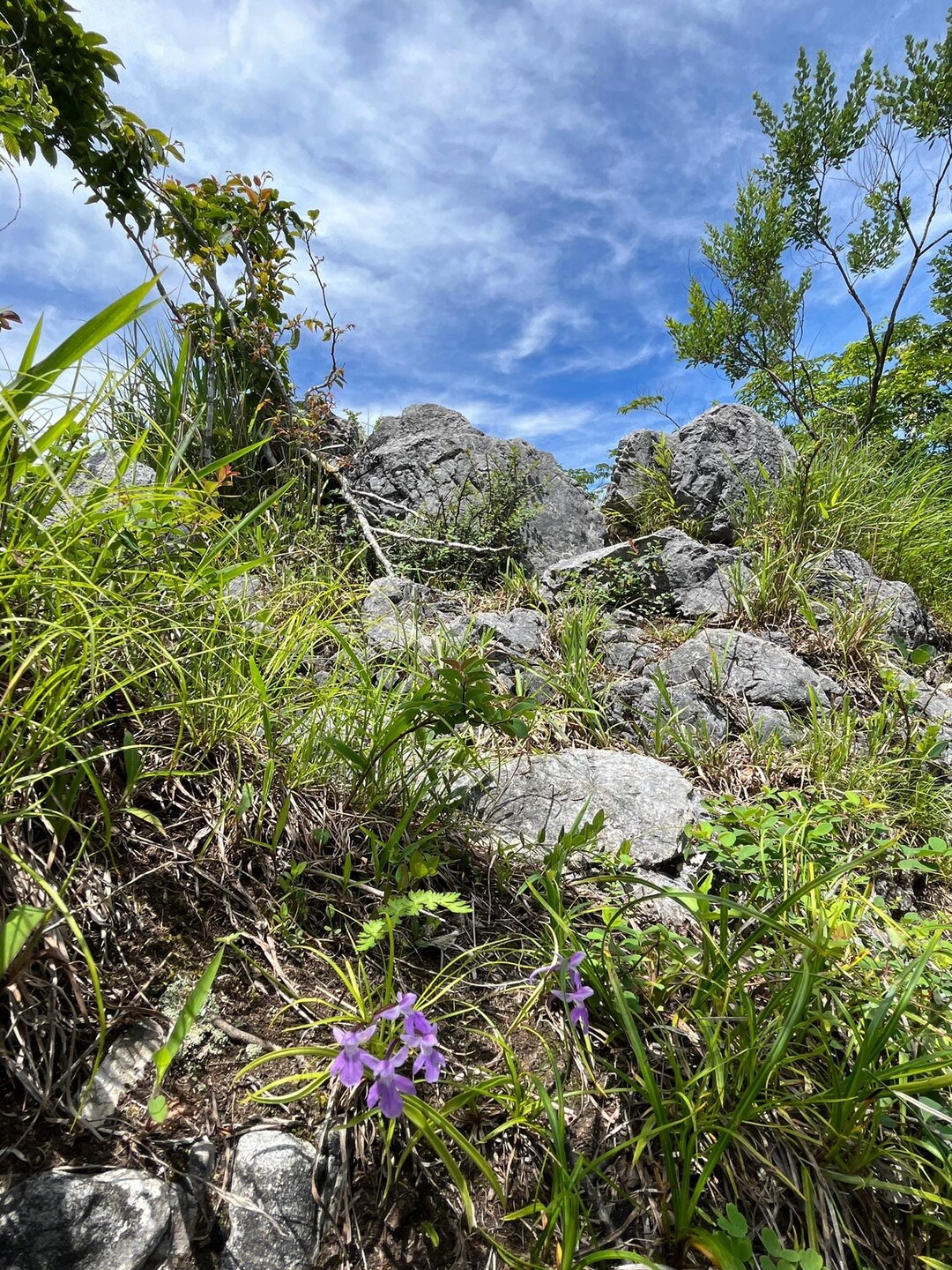 ウチョウラン、初見です。 同じお山に、キ... / TAKKUNさんのモーメント | YAMAP / ヤマップ