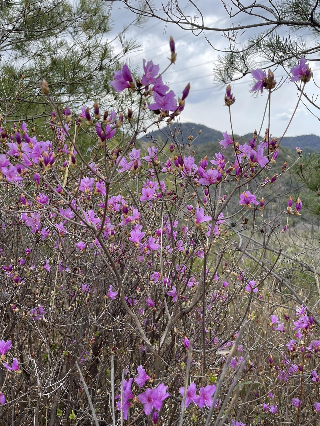 タツノオトシゴミクラ / kazue☆☆☆さんの高御位山・播磨アルプスの活動データ | YAMAP / ヤマップ