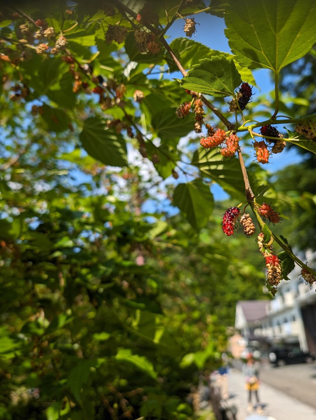 三方分山かみんずくの思い出 / senさんの蛾ヶ岳・大平山・釈迦ヶ岳の活動データ | YAMAP / ヤマップ