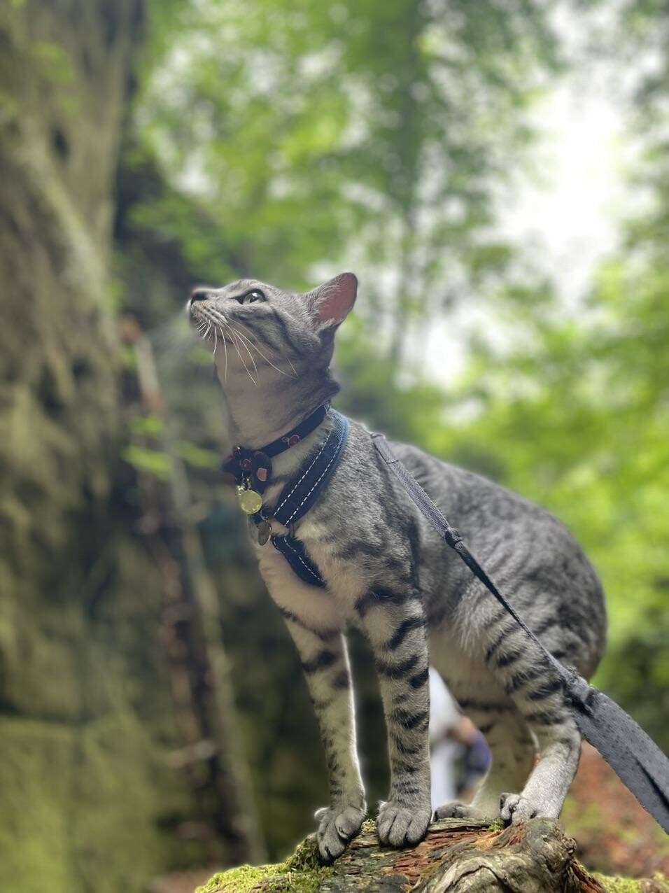 chanaのページ | YAMAP / ヤマップ