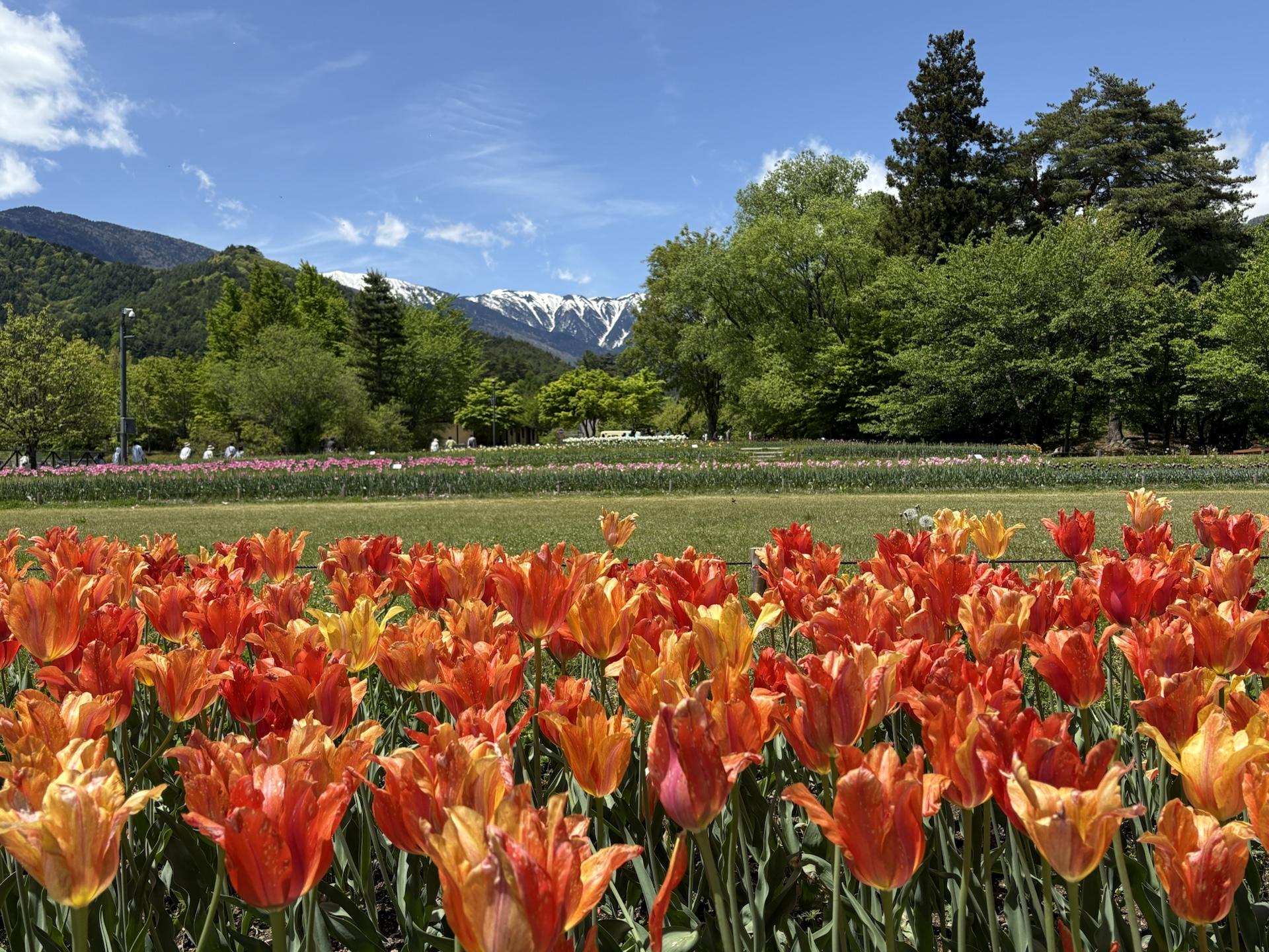 ⭐︎国営アルプス安曇野公園⭐︎ この日は... / wr18_mtloverさんのモーメント | YAMAP / ヤマップ