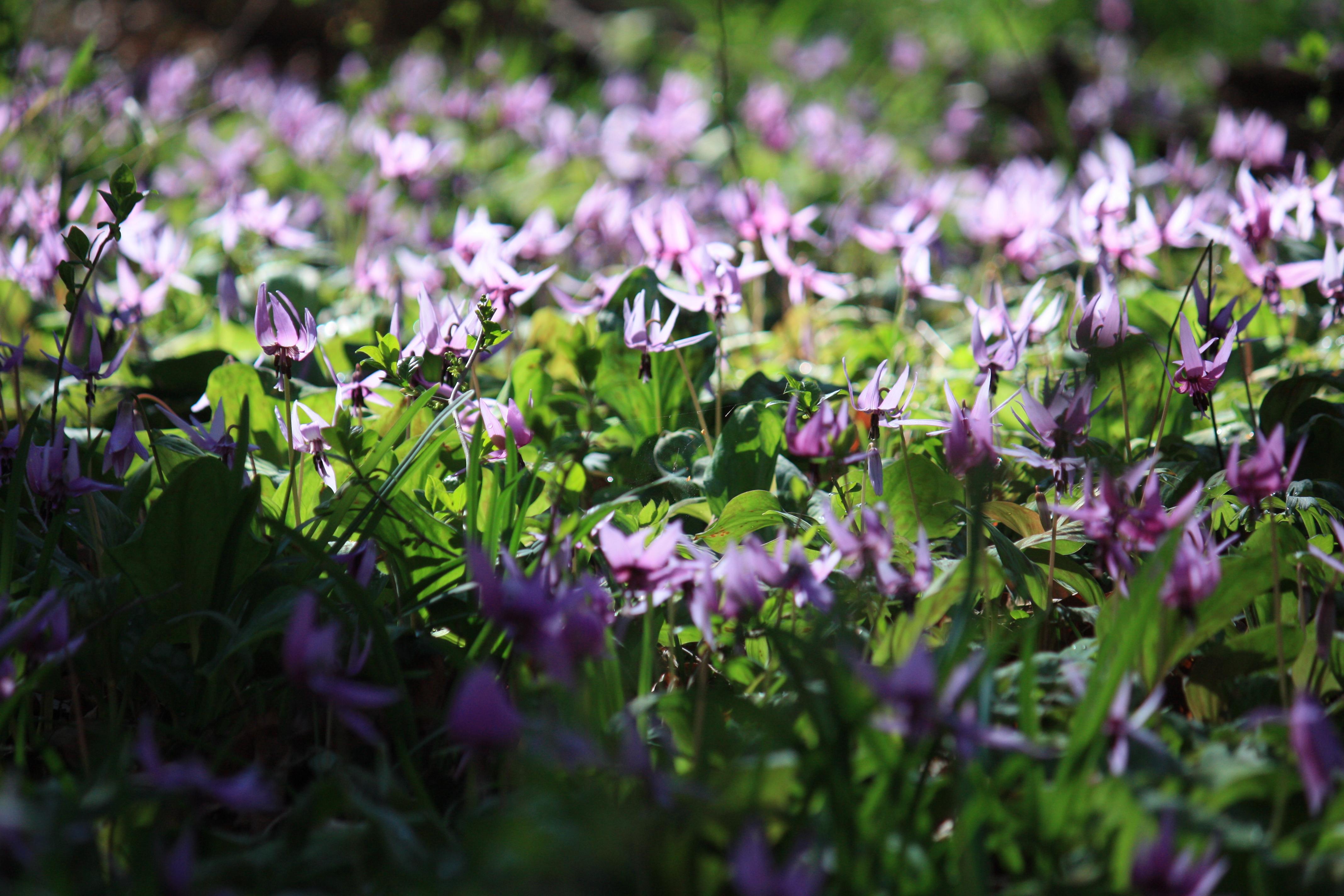 三毳山 カタクリの里へ / Takaさんの三毳山の活動データ | YAMAP / ヤマップ