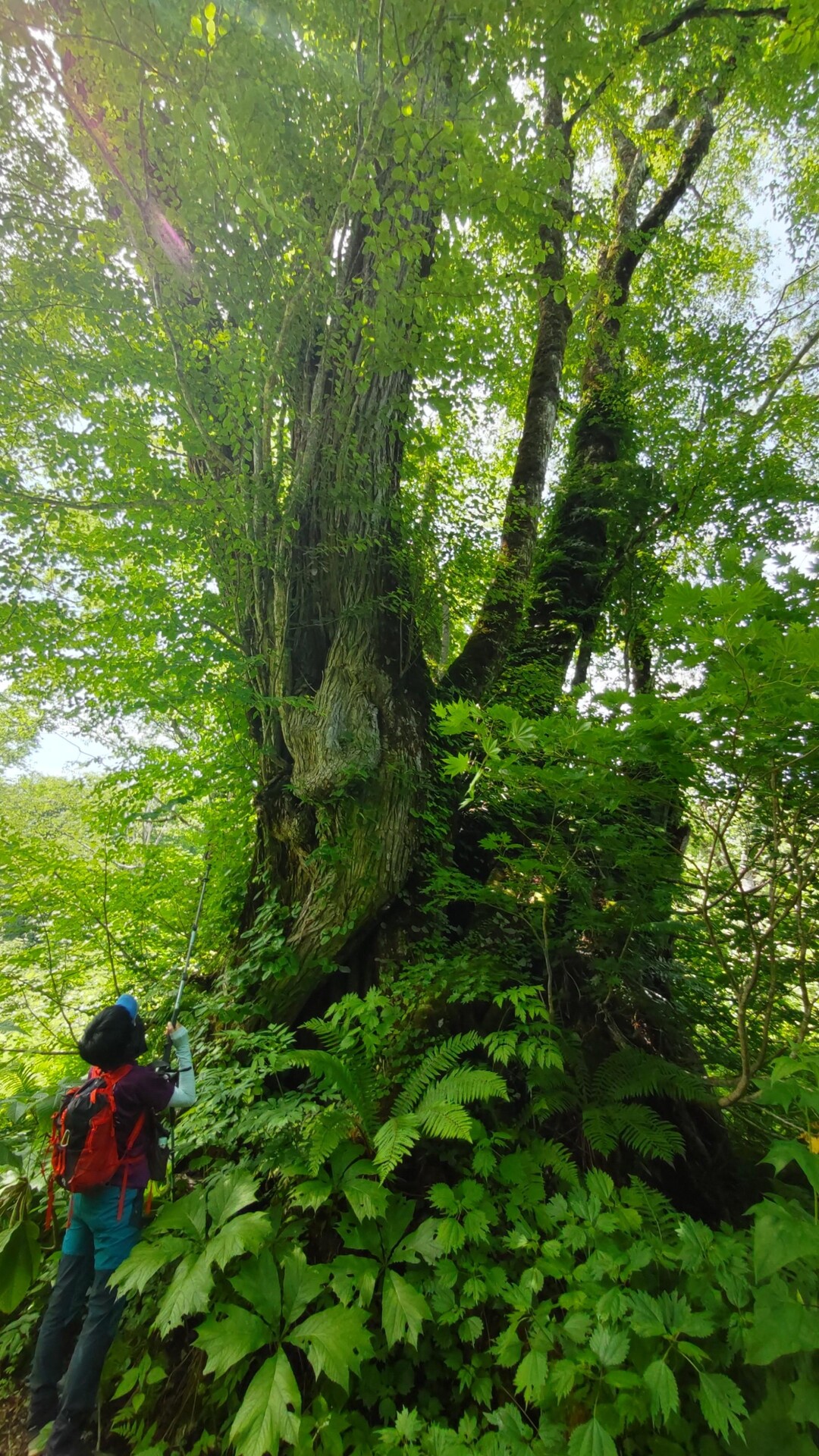 籾糠山 実り多き山 / nomatさんの籾糠山の活動データ | YAMAP / ヤマップ