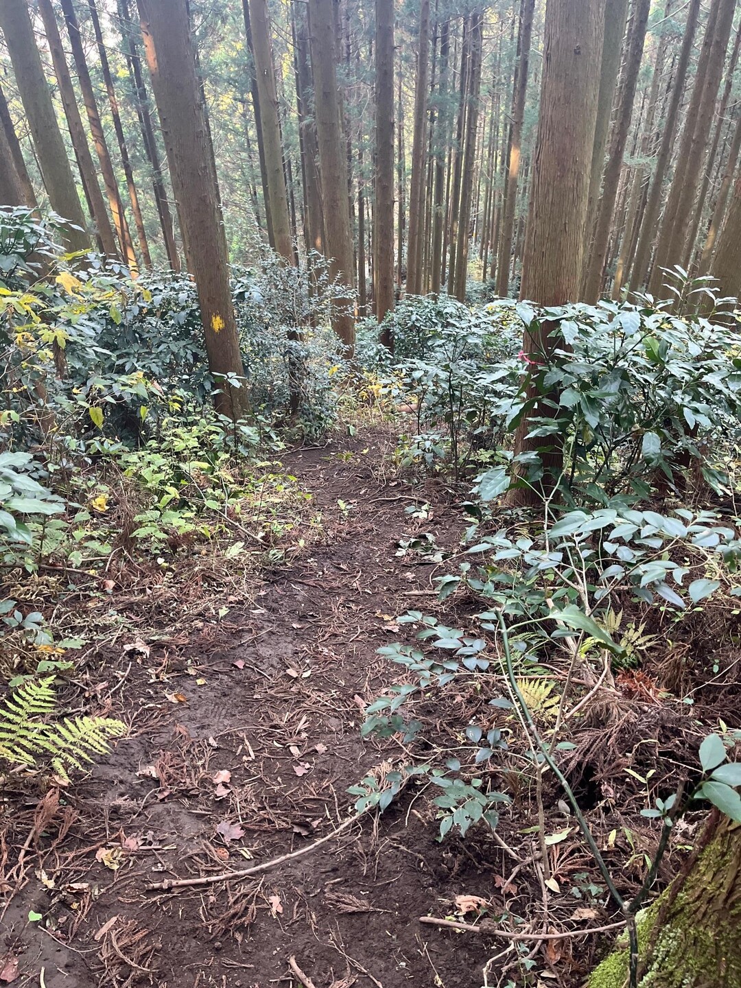 nekodakeさんの投稿したフィールドメモ | YAMAP / ヤマップ