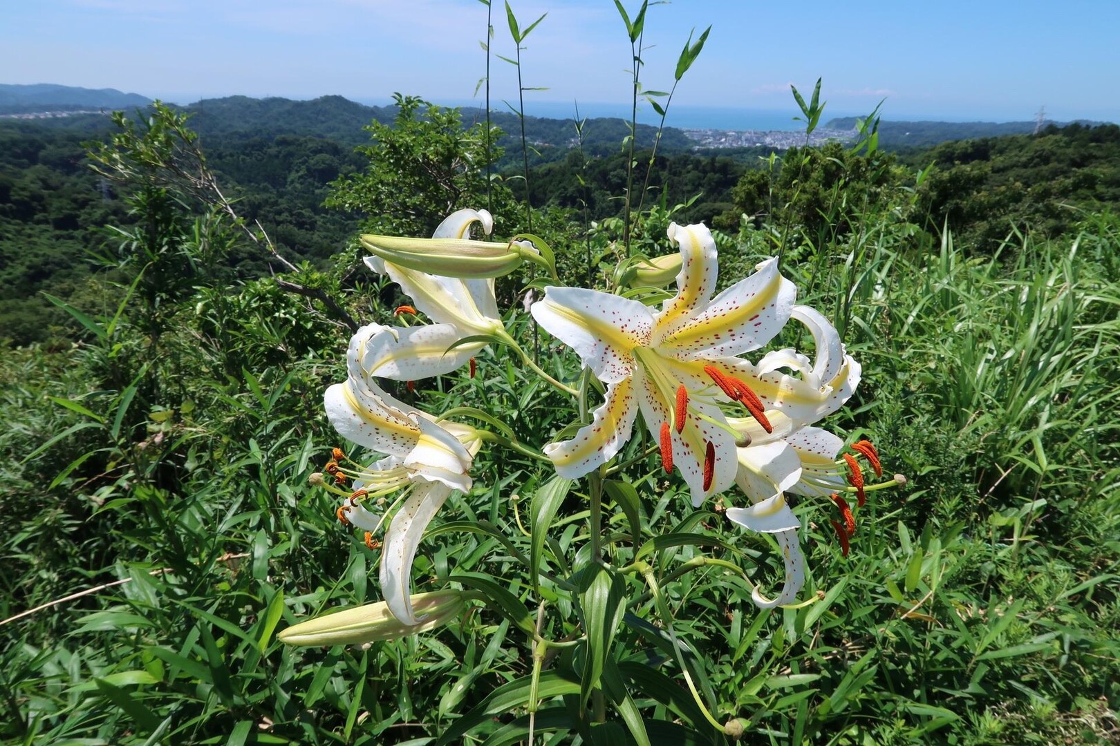 鎌倉アルプスと百八やぐら / heeさんの鎌倉アルプス（大平山・天台山）の活動データ | YAMAP / ヤマップ