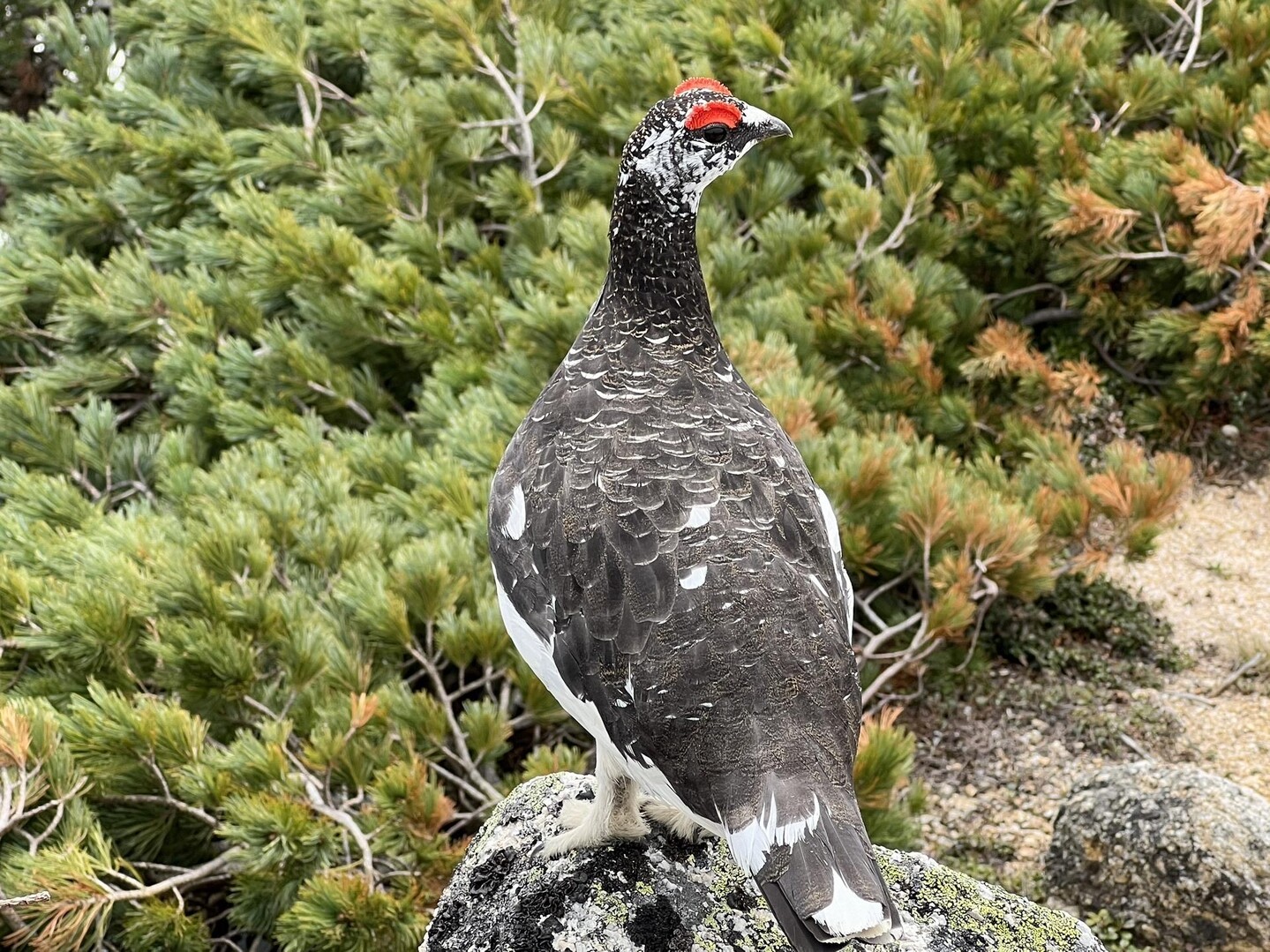 合戦沢の頭・大下りノ頭・大天井岳 / Kamo.takaさんの燕岳・餓鬼岳・唐沢岳の活動データ | YAMAP / ヤマップ