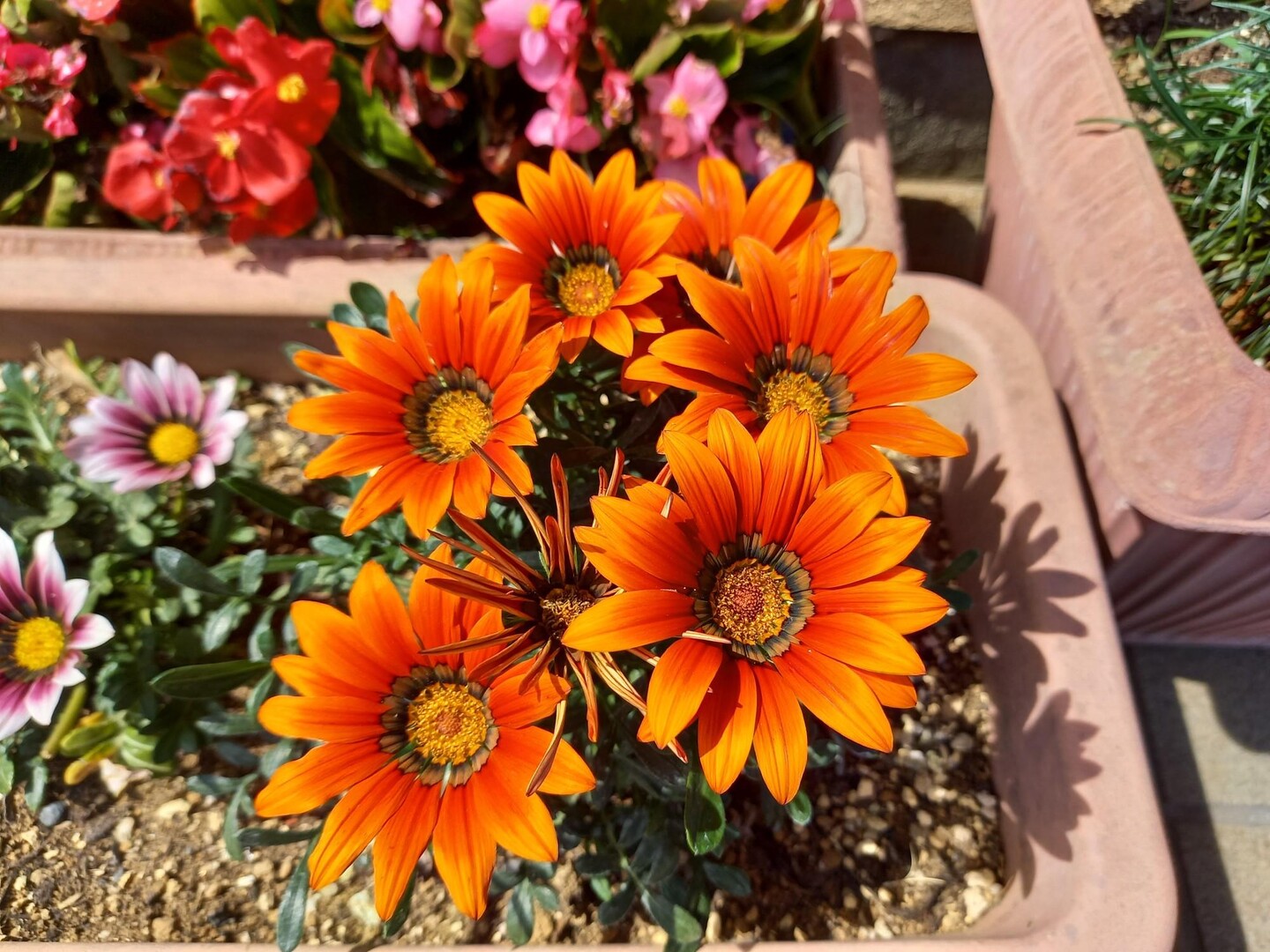 我が家のお花たち 元気に咲いてます🤭... / misaさんのモーメント | YAMAP / ヤマップ