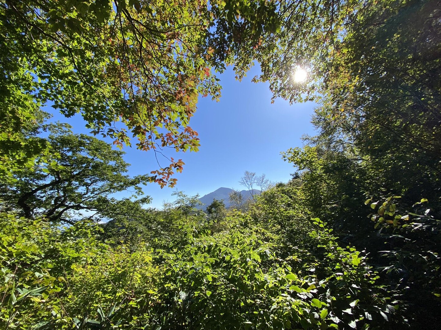 三ッ石山 / ny23 さんの三ッ石山・大深岳・諸桧岳の活動データ | YAMAP / ヤマップ