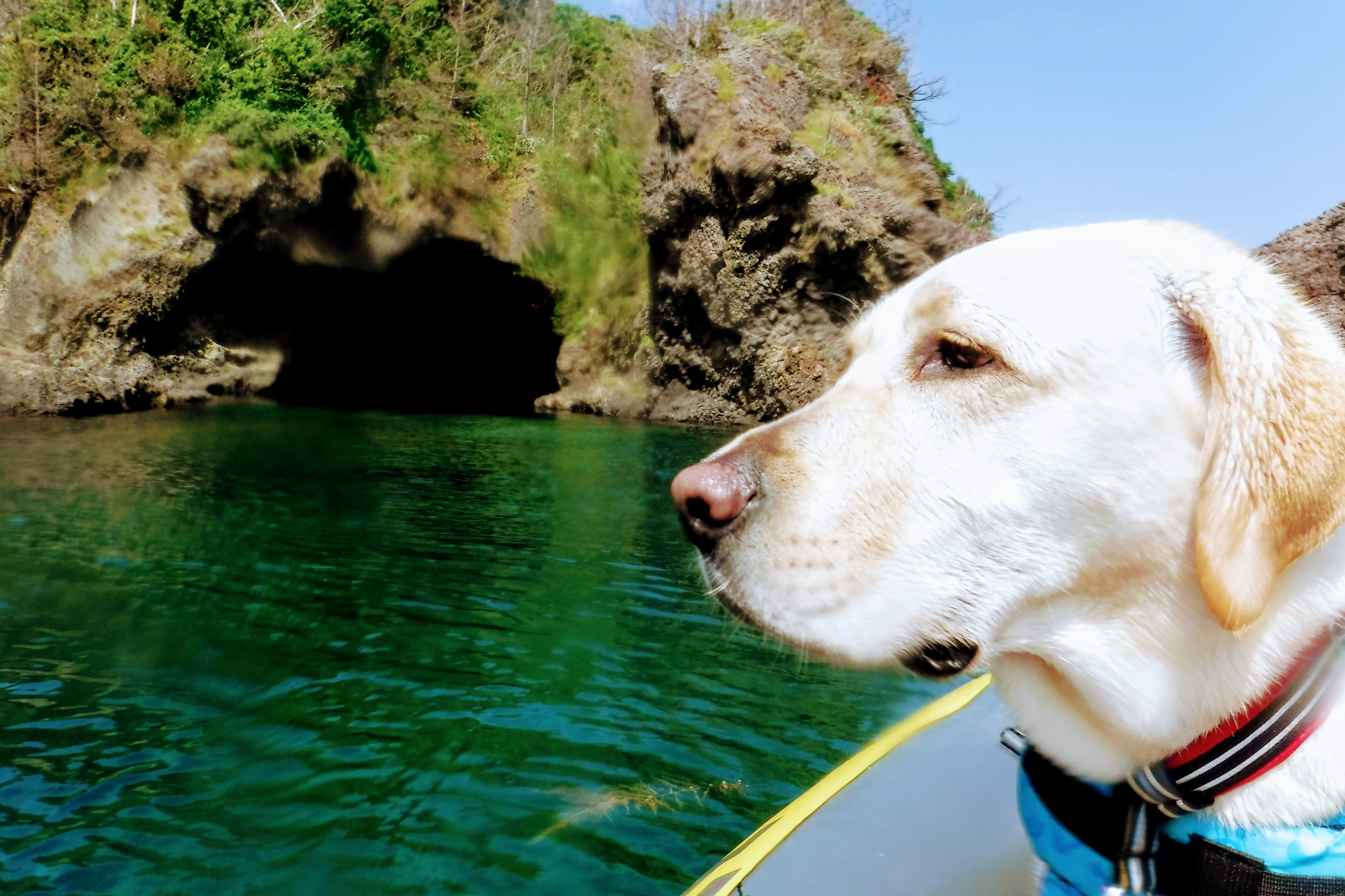 SHIMAP佐渡ヶ島⑤琴浦洞窟 青の洞窟は観光地🚤 / おちもりさんの佐渡島の活動データ | YAMAP / ヤマップ