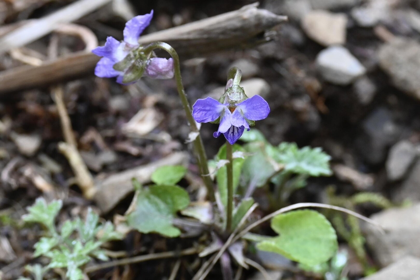 小下沢でスミレ探し / TAKKUNさんの高尾山・陣馬山・景信山の活動データ | YAMAP / ヤマップ