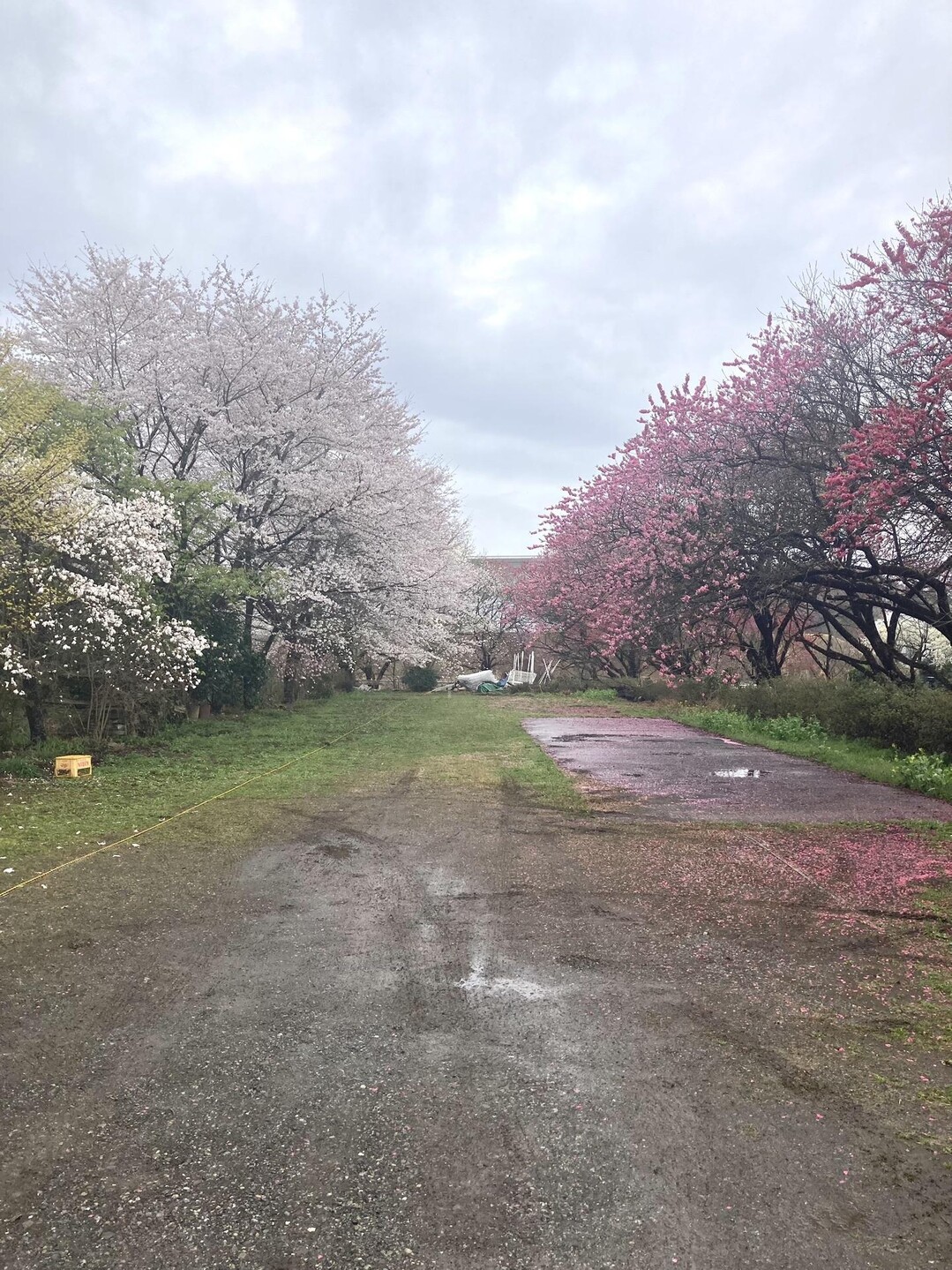 雨☔️でも行ける大柿花山🌸 おまけ実相寺 / papeさんの谷倉山の活動データ | YAMAP / ヤマップ