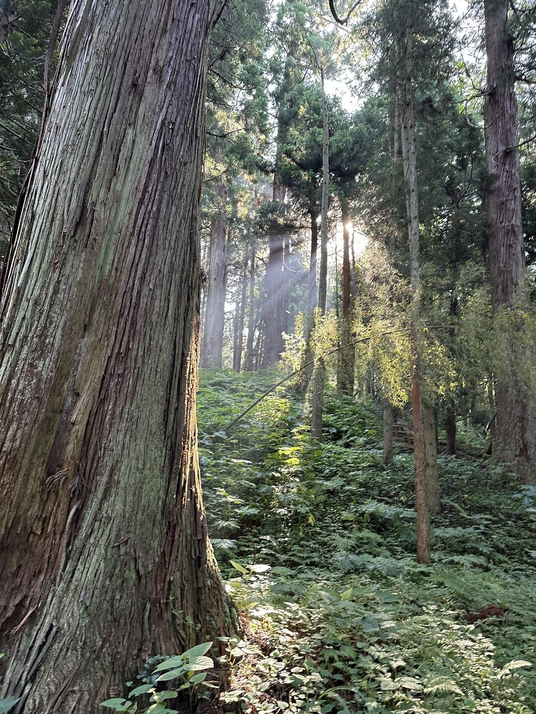 猿毛岳🙈28 / norikoさんの猿毛岳の活動データ | YAMAP / ヤマップ