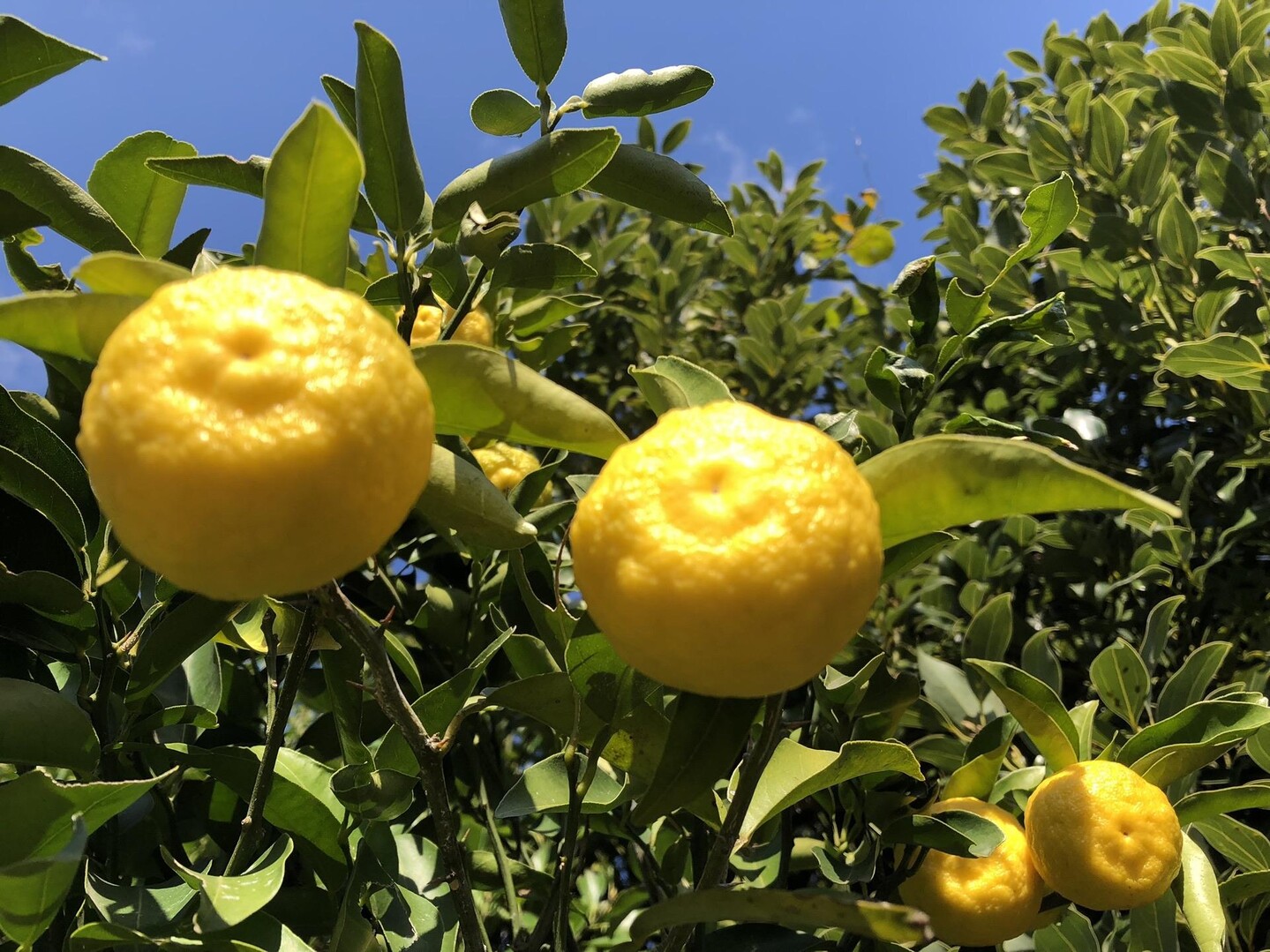 我が家の裏庭にて🎶 青空に映える柚子 ... / 💖🐰Roco🐰💖さんのモーメント | YAMAP / ヤマップ