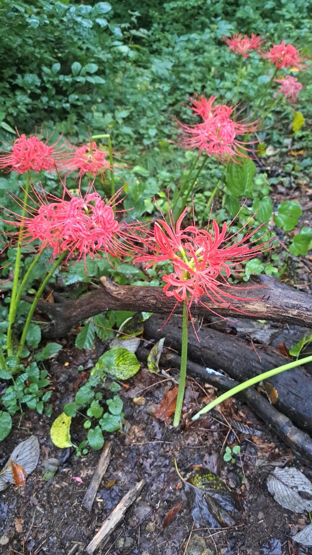浅間山(水沢山) / ch!saさんの榛名山・天狗山・天目山の活動データ | YAMAP / ヤマップ