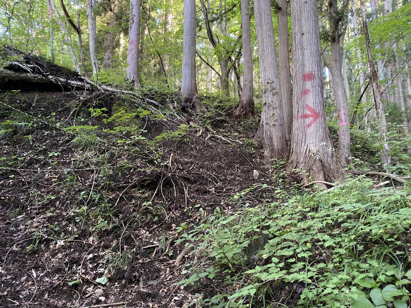 Gentil15さんの投稿したフィールドメモ | YAMAP / ヤマップ