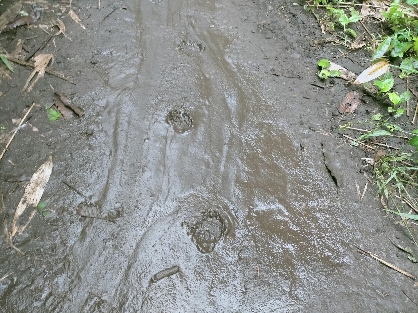 始発バスで小仏→陣馬縦走 / Sa.saさんの高尾山・陣馬山・景信山の活動日記 | YAMAP / ヤマップ