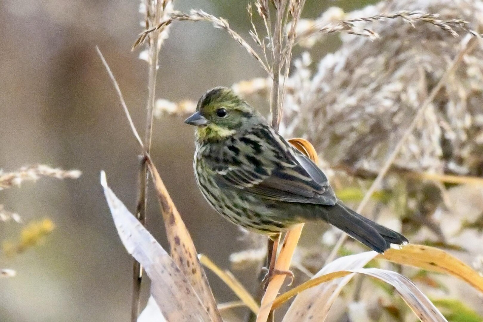 多摩川河川敷へ / TAKKUNさんの八王子市の活動データ | YAMAP / ヤマップ