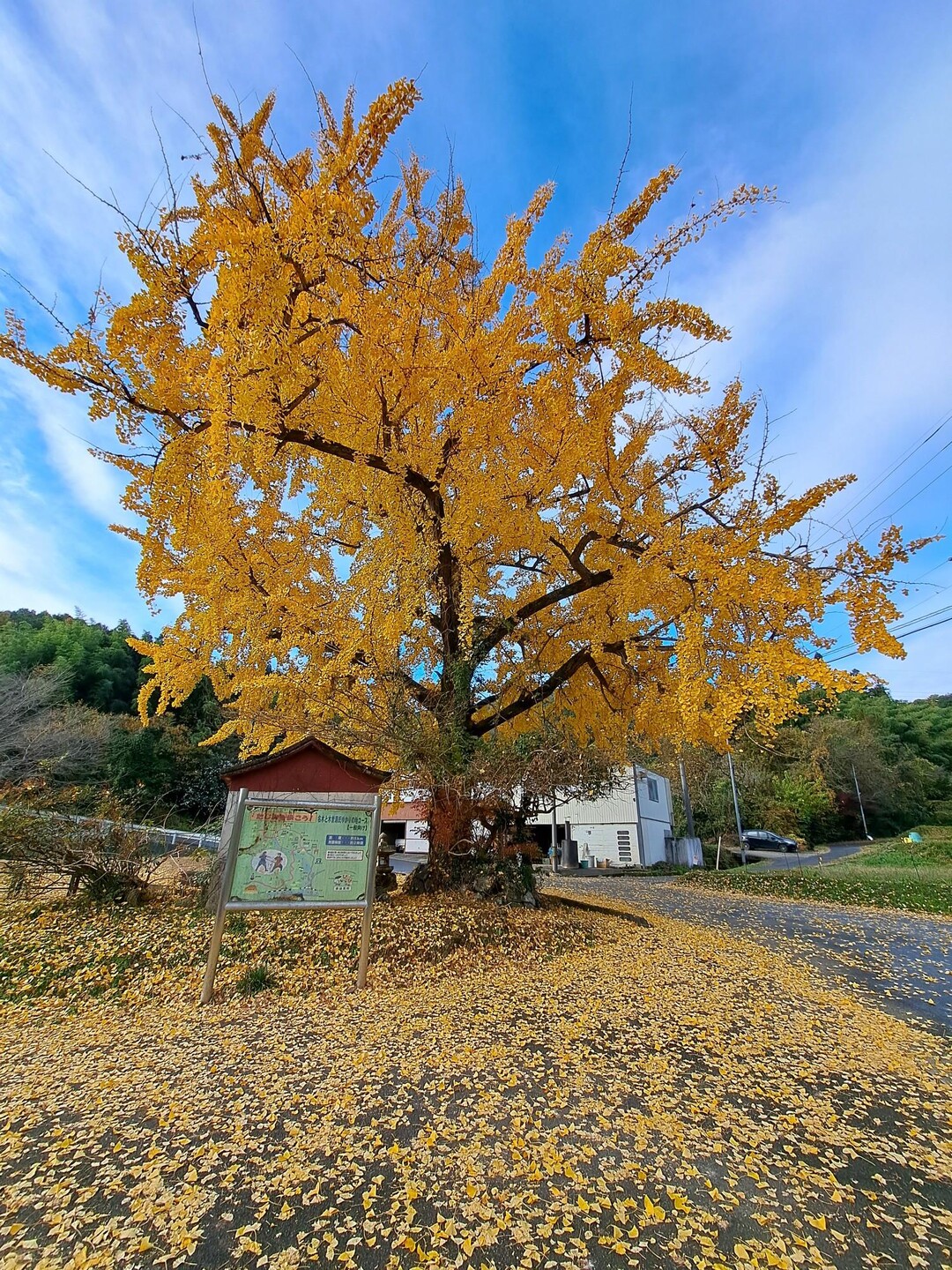 昨夜「諏訪の大イチョウ全黄葉」をフォロワ... / iyoatsuさんのモーメント | YAMAP / ヤマップ