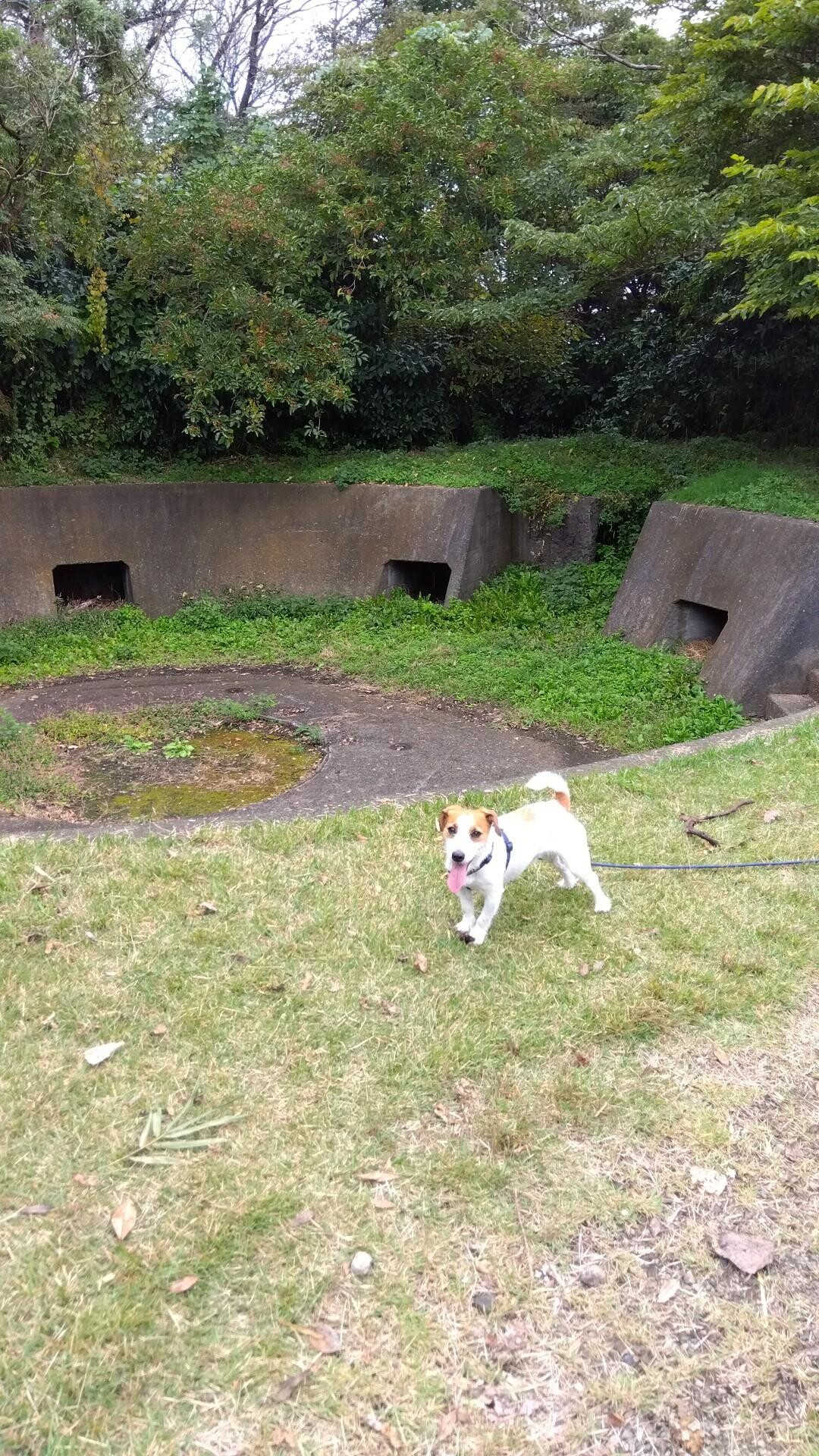 よこすかロゲイニング三浦富士、砲台山、武山 / Veenaさんのよこすかロゲイニングの活動データ | YAMAP / ヤマップ