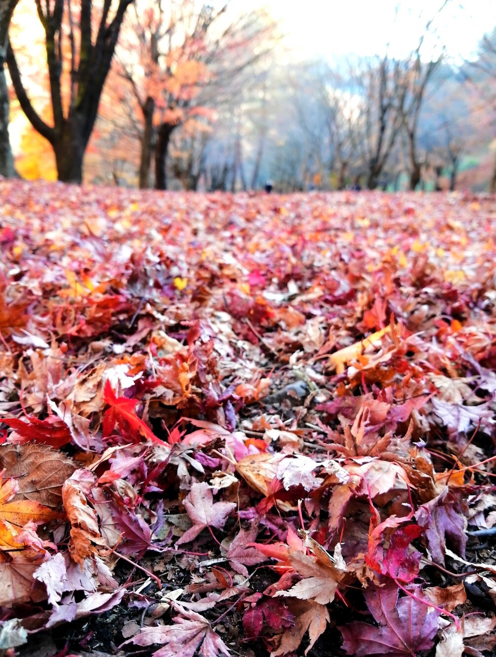 〜長野県ゆるネタ帳⑤〜 『12分の1年中... / satokoさんのモーメント | YAMAP / ヤマップ