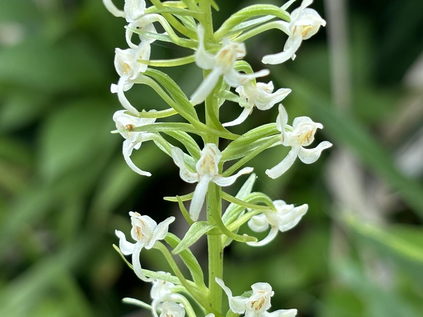 イチャンコッペ山 / Yotchさんのイチャンコッペ山の活動データ | YAMAP / ヤマップ