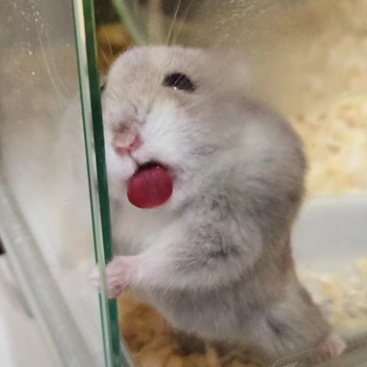 みるくちゃんが旅立って1日。先にコメント... / Jackさんのモーメント | YAMAP / ヤマップ