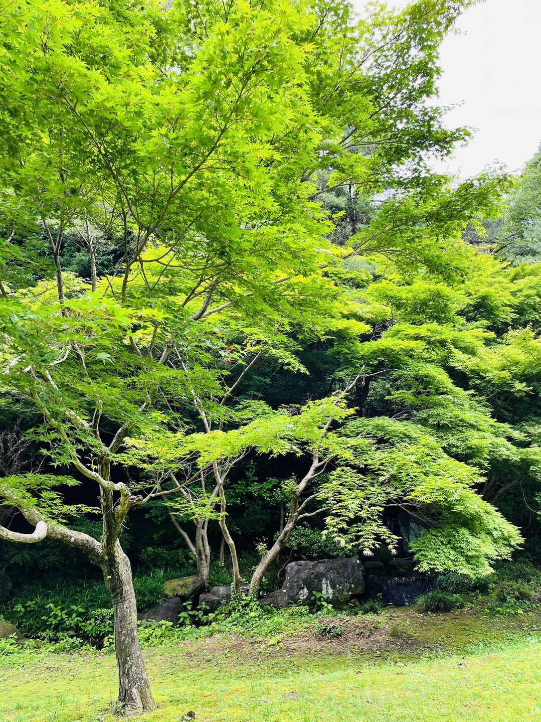 2022.06.18(土) 04:50 / SSMさんのモーメント | YAMAP / ヤマップ