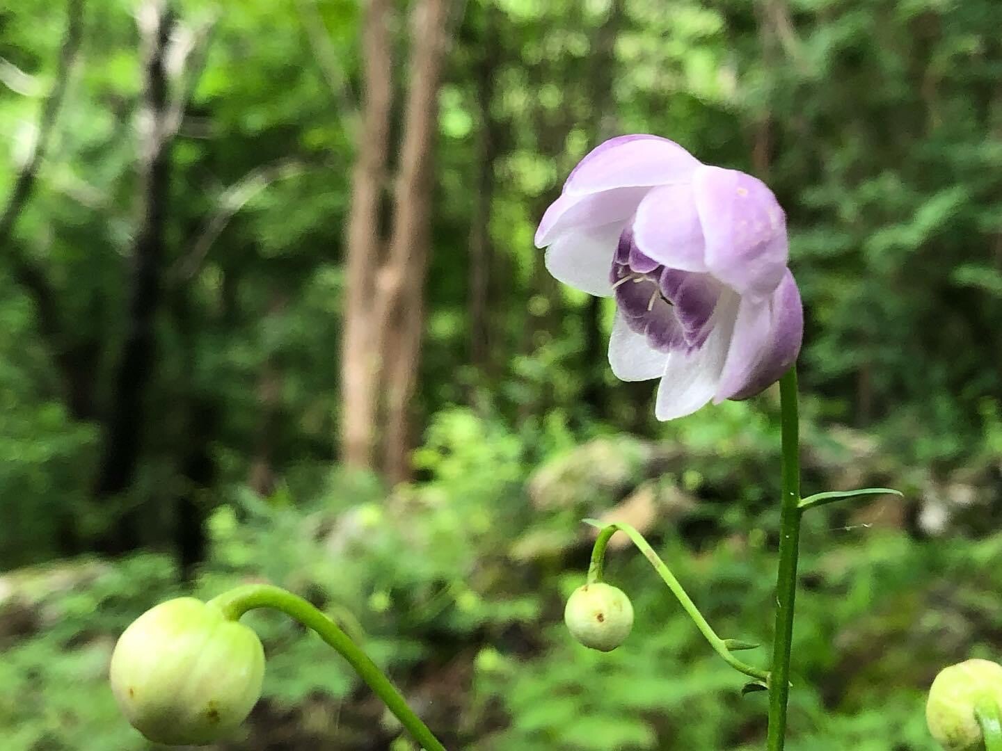 一ノ森・二ノ森・剣山花探🌸🌼 / 1091maruさんの剣山の活動データ | YAMAP / ヤマップ