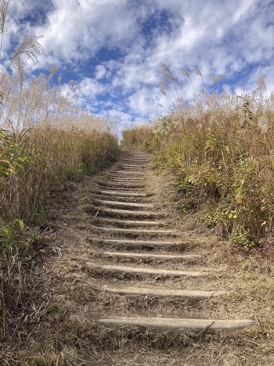 231123東峰・岩湧山・経塚山 / はるすけさんの葛城修験エリアマップ（金剛山周辺）の活動データ | YAMAP / ヤマップ