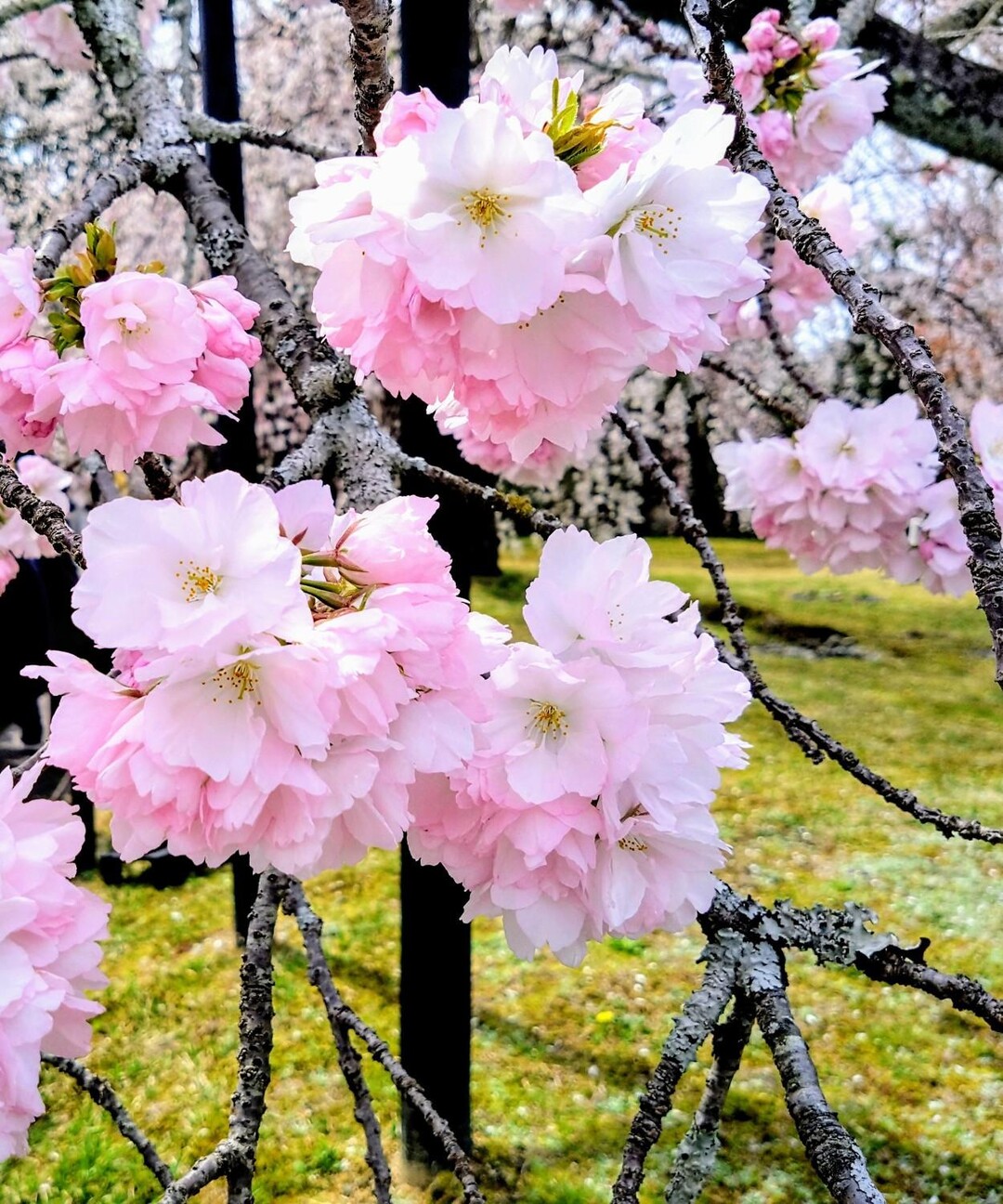 18🎫醍醐寺🌸石清水八幡宮 / micoさんの音羽山・醍醐山の活動データ | YAMAP / ヤマップ