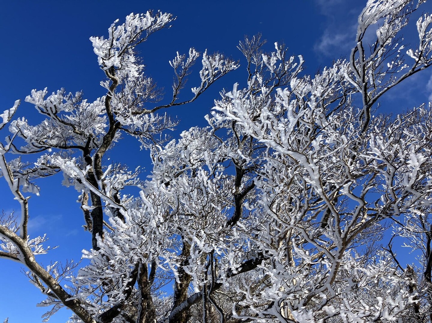 結局、登り始めも高見山 / cafe_Orinさんの高見山・黒石山・天狗山の活動データ | YAMAP / ヤマップ