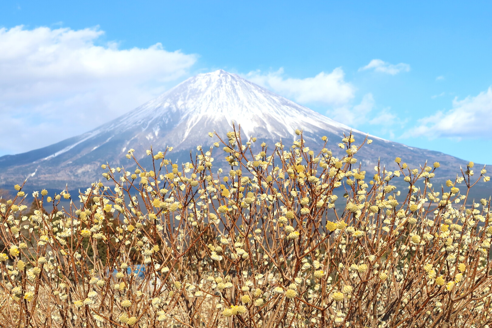 【白糸自然公園のミツマタ】2022/3/... / kunsanさんのモーメント | YAMAP / ヤマップ