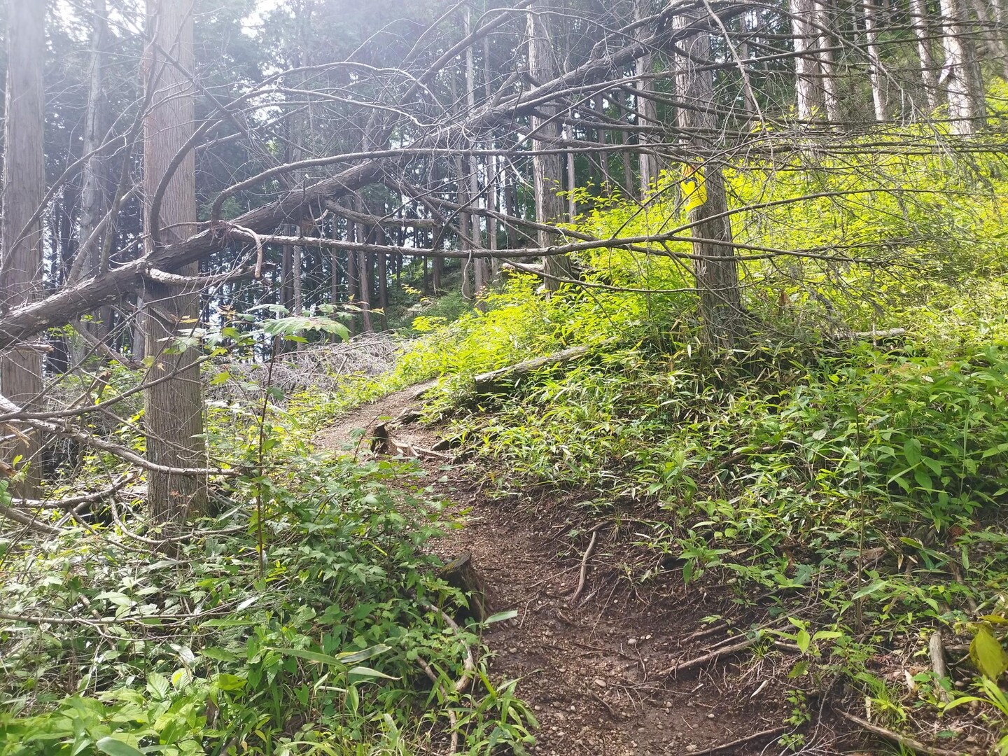 kuma3016さんの投稿したフィールドメモ | YAMAP / ヤマップ